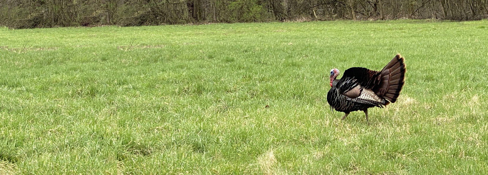 Turkey Hunting 101 | Off the Trail Blog | Vance Outdoors